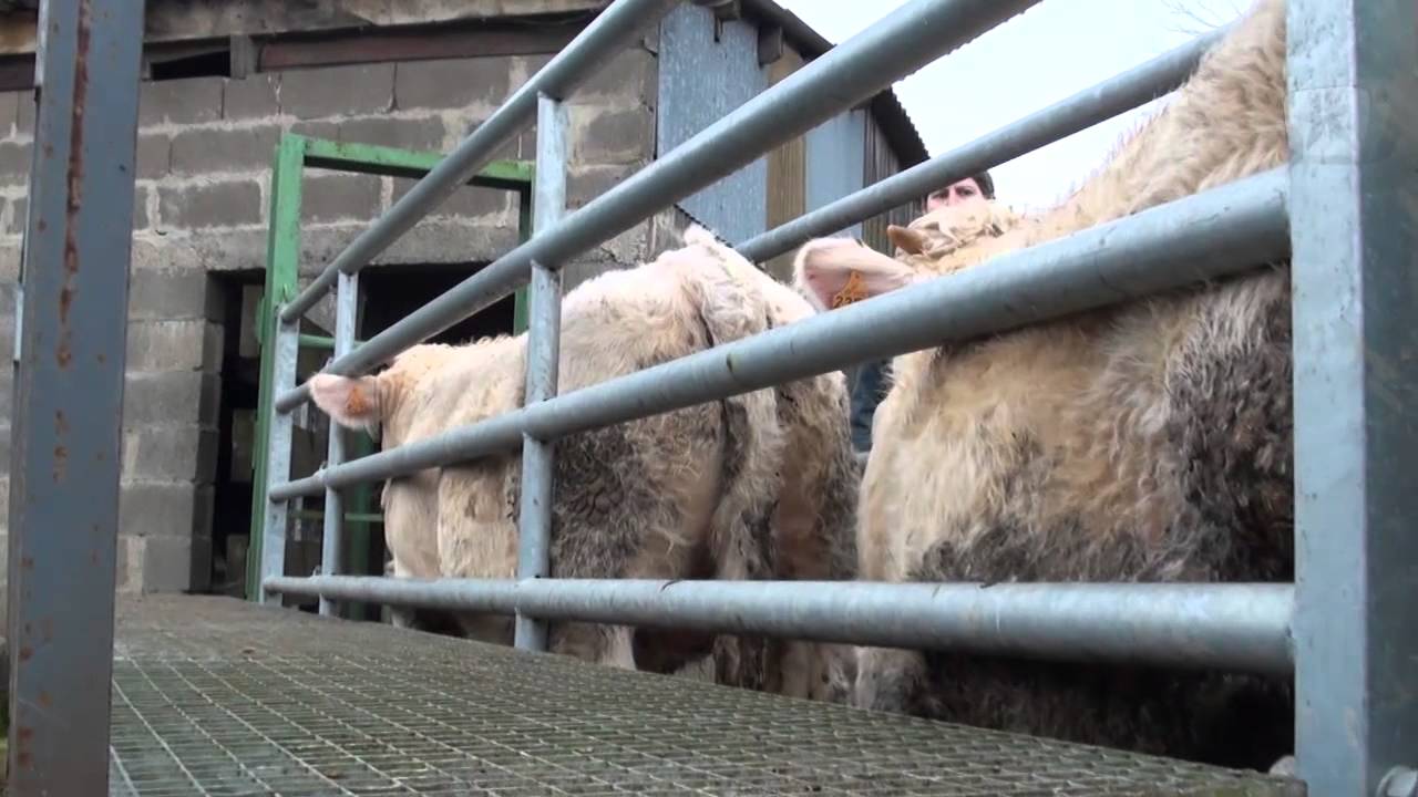 Démonstration de contention bovine - YouTube