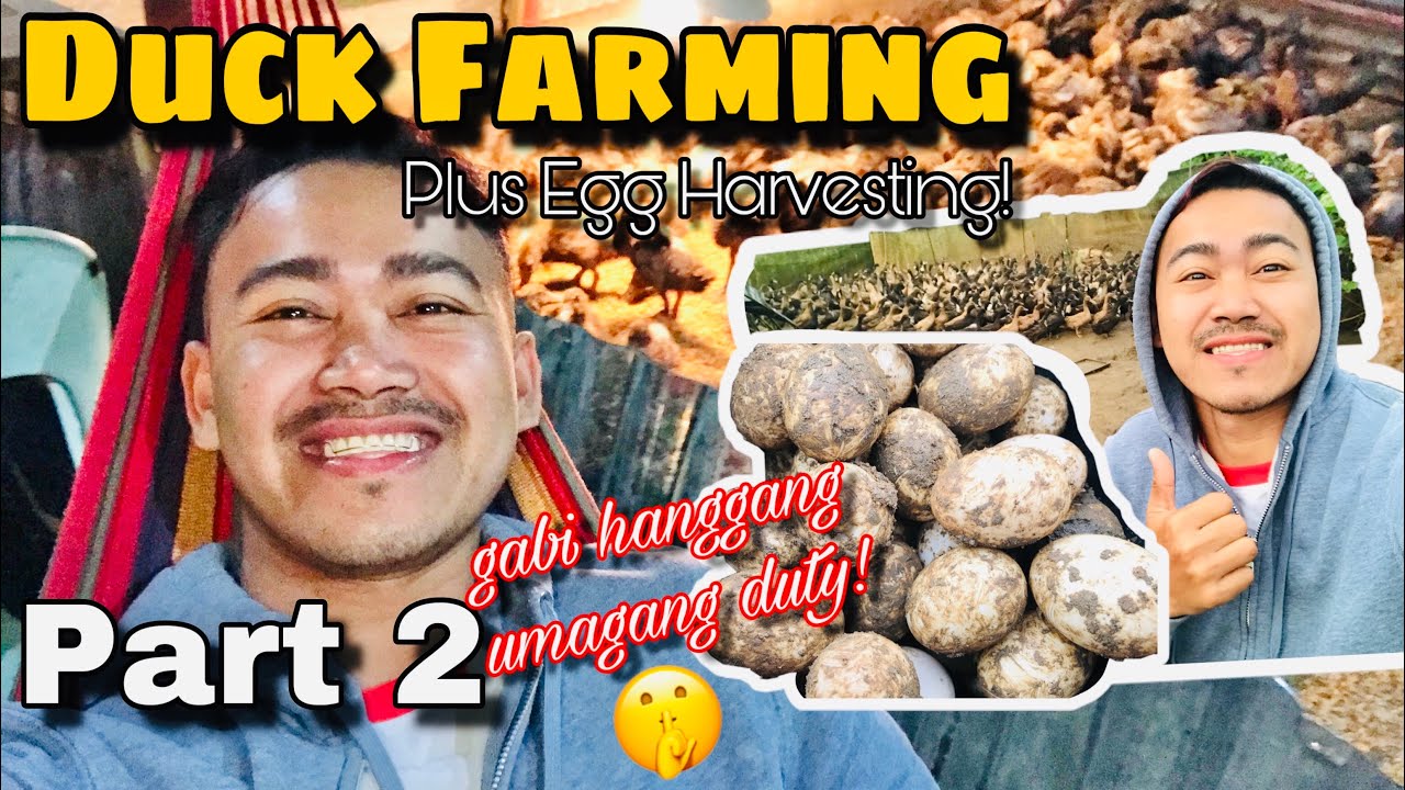 PAANO NGA BA MAG ALAGA NG ITIK PART 2 | Egg Harvesting and Duck Farming ...