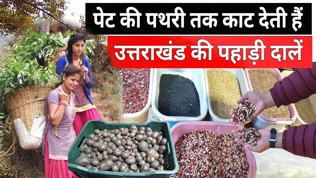 उत्तराखंड की पहाड़ी दालें कमाल होती हैं | Uttarakhand Food, Pulses ...