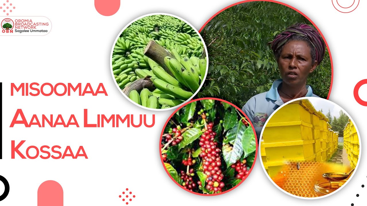 Dookumantarii misoomaa Aanaa Limmuu Kossaa - YouTube