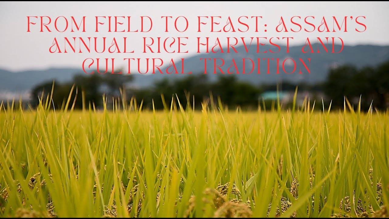 From Field to Feast: Assam's Annual Rice Harvest and Cultural Tradition ...
