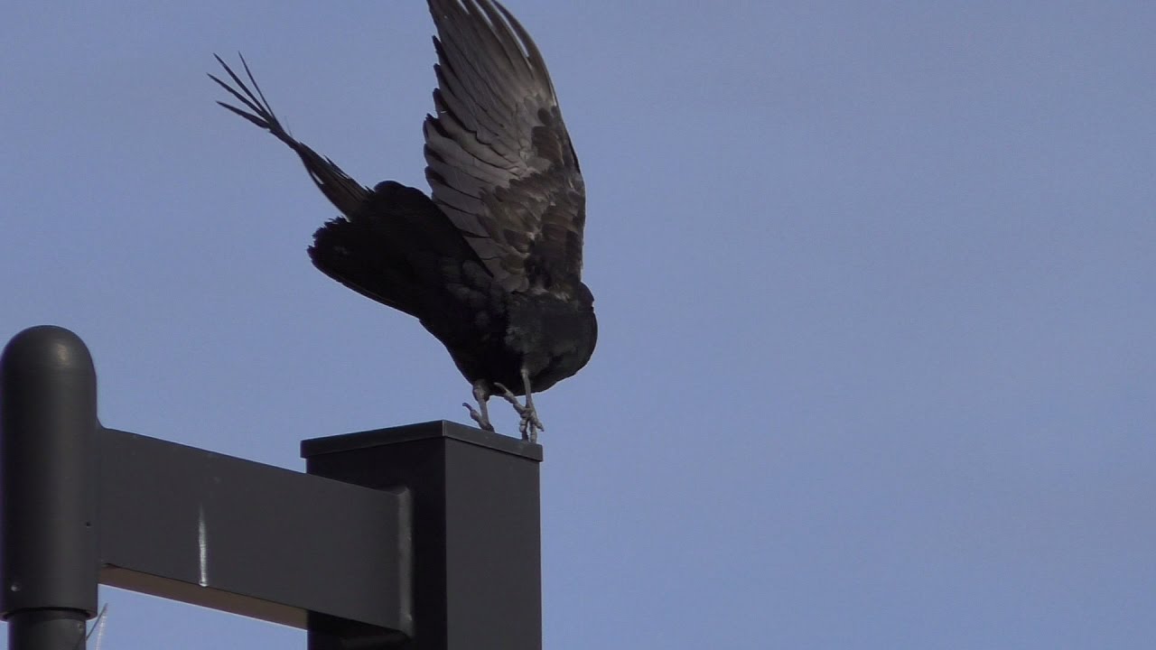 NYC Subway Crow (HD 60 FPS) - YouTube