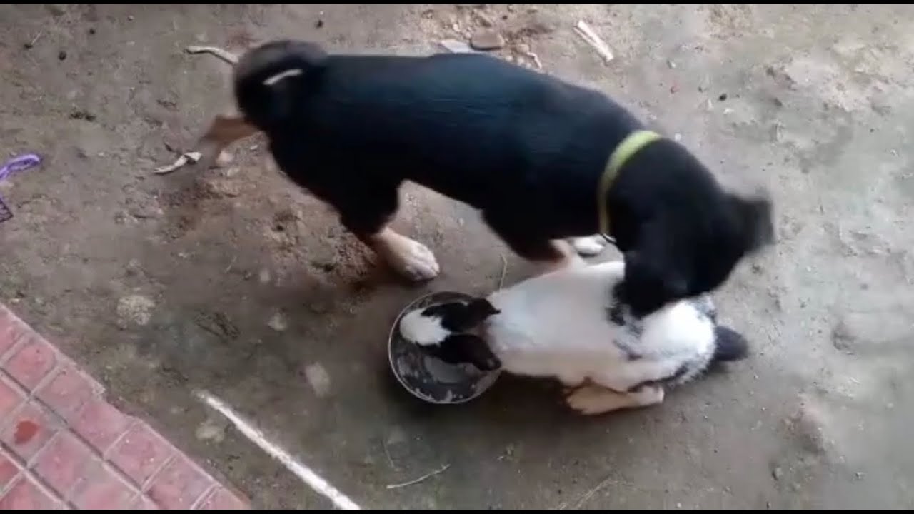 Small dog mating with rabbit | omg moment dog with rabbit - YouTube