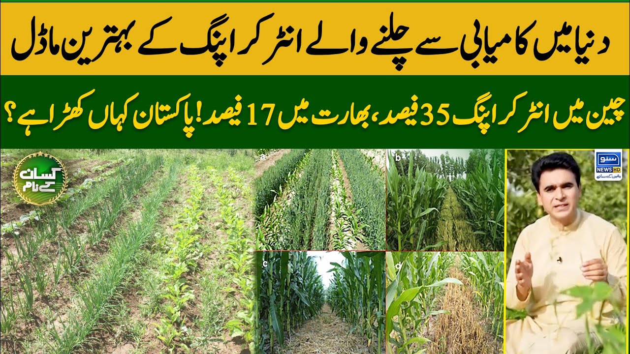 Pakistan rank in top intercropping countries of the world | Best model ...