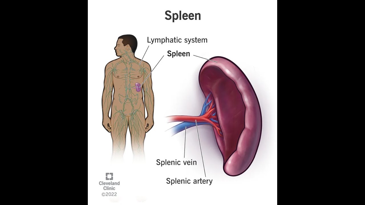 revision on spleen and lymphatic drainage of body - YouTube