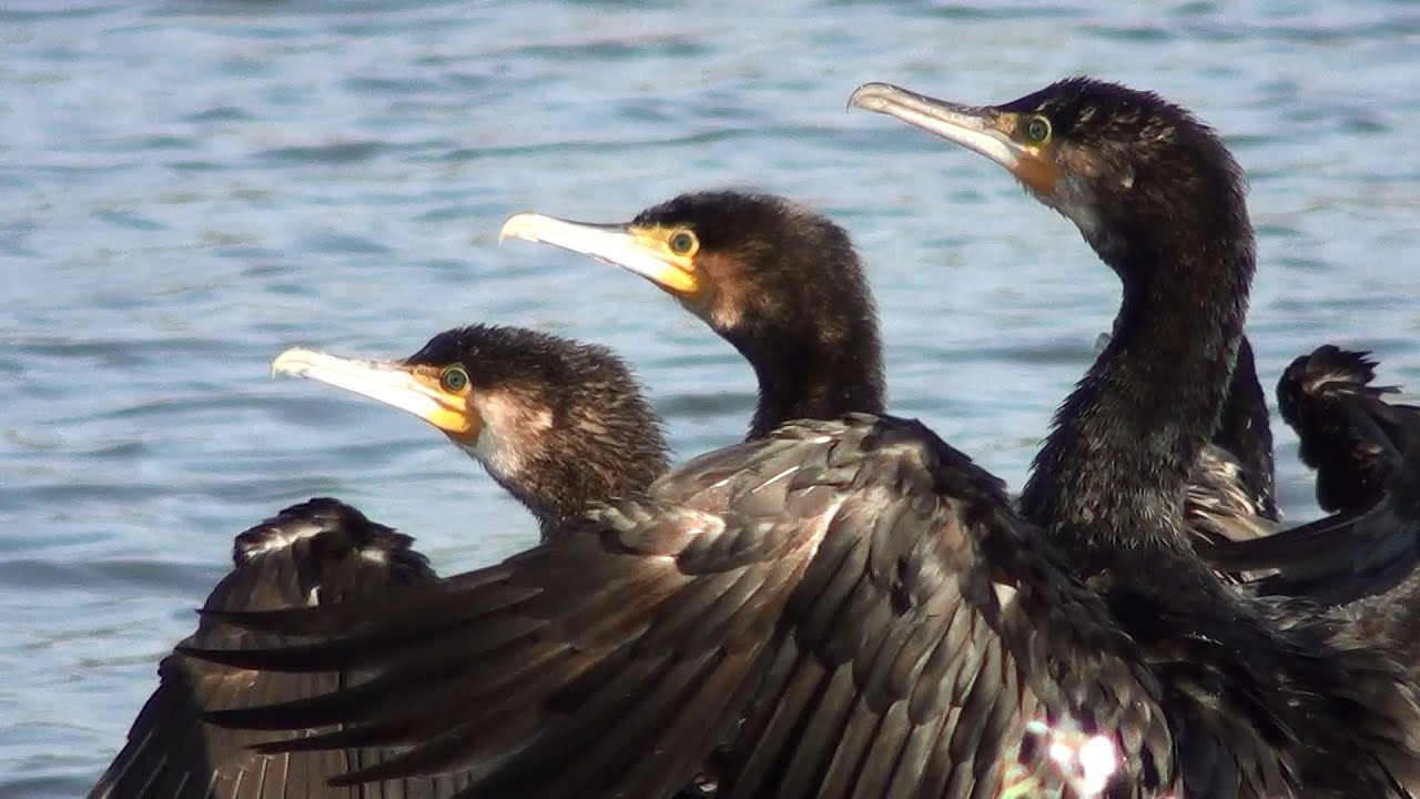 Cormorán grande (Phalacrocorax carbo) Great Cormorant - YouTube