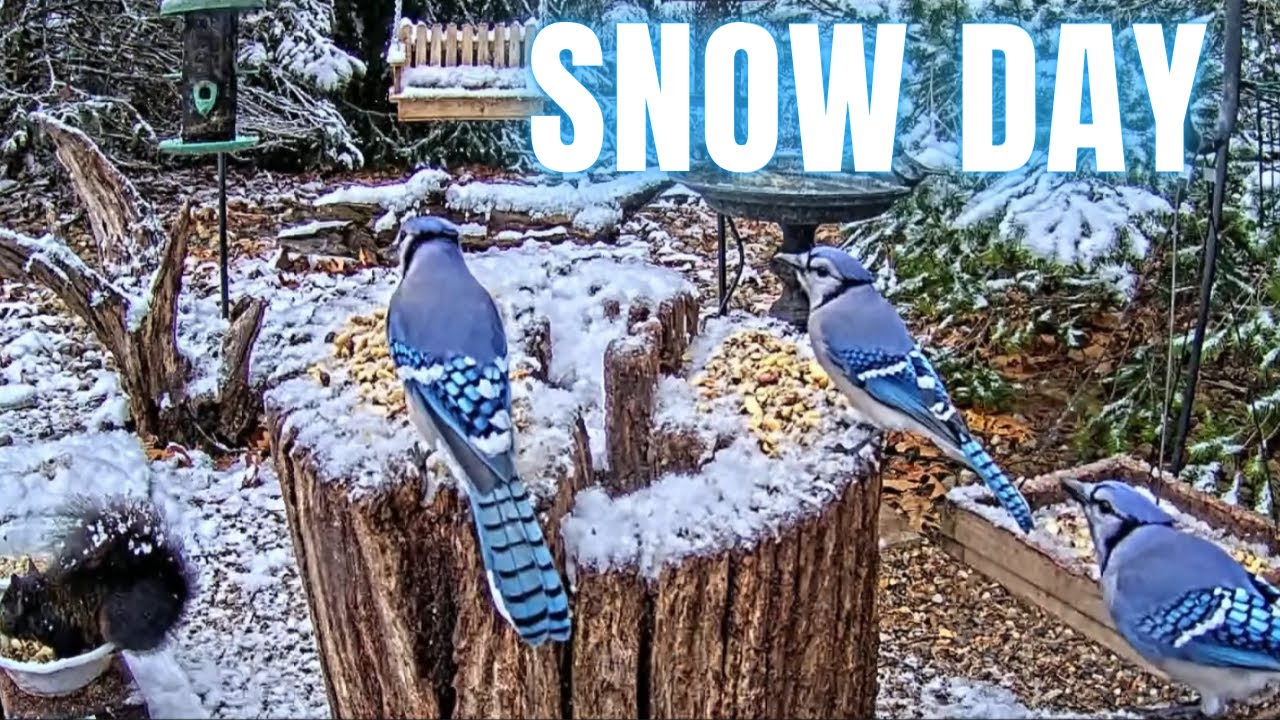 Snow Day Highlights - And the Squirrels are Back!! - YouTube