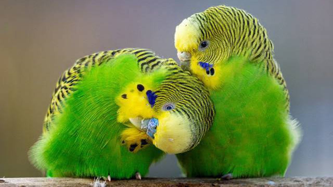 "Budgie Talking Compilation: Hilarious and Adorable Moments" / Animal ...