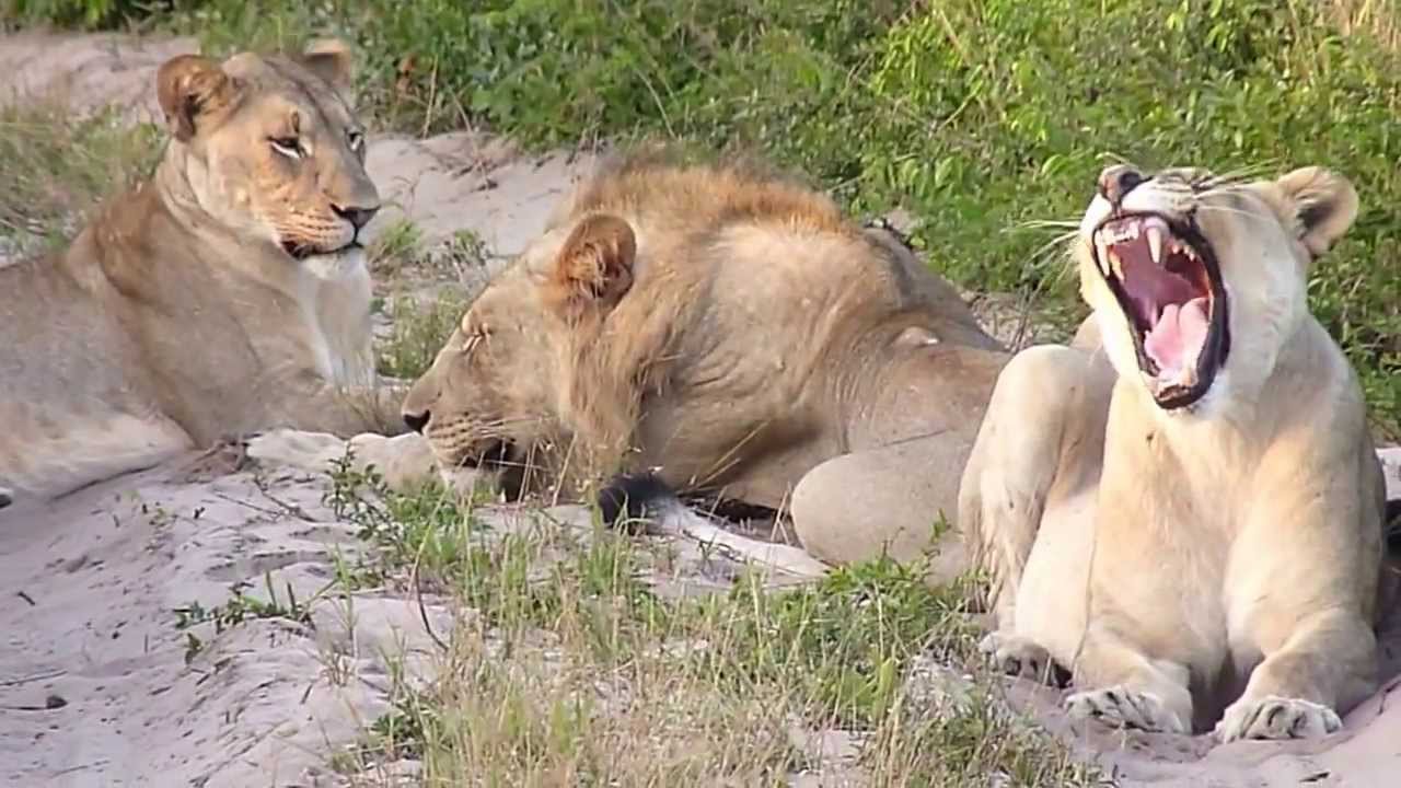 LES LIONS DE TEMBE - YouTube