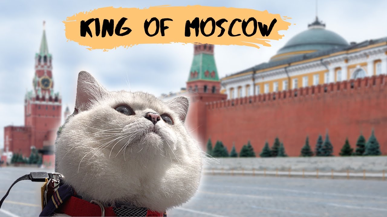 Big British shorthair cat Apollo on the Red Square in Moscow - YouTube