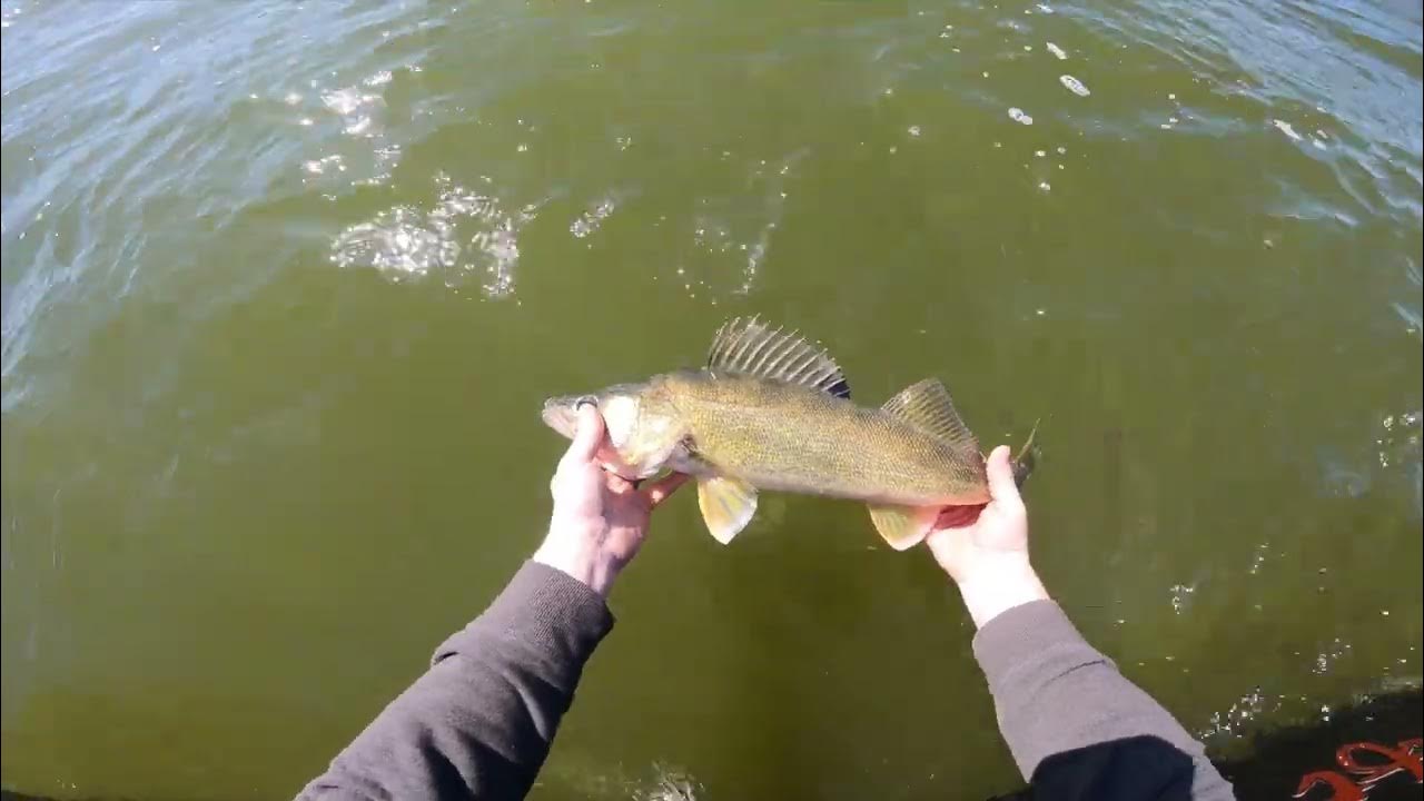 Hair Jig Walleyes on Green Bay!! (Pre Fishing for Tournament) - YouTube