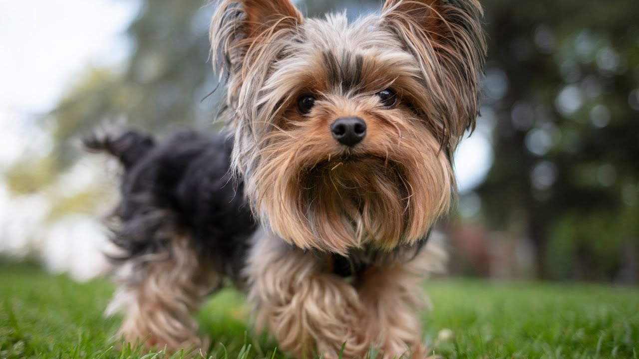 Unveiling the Magic Behind Yorkies Reactions to Magic Tricks - YouTube