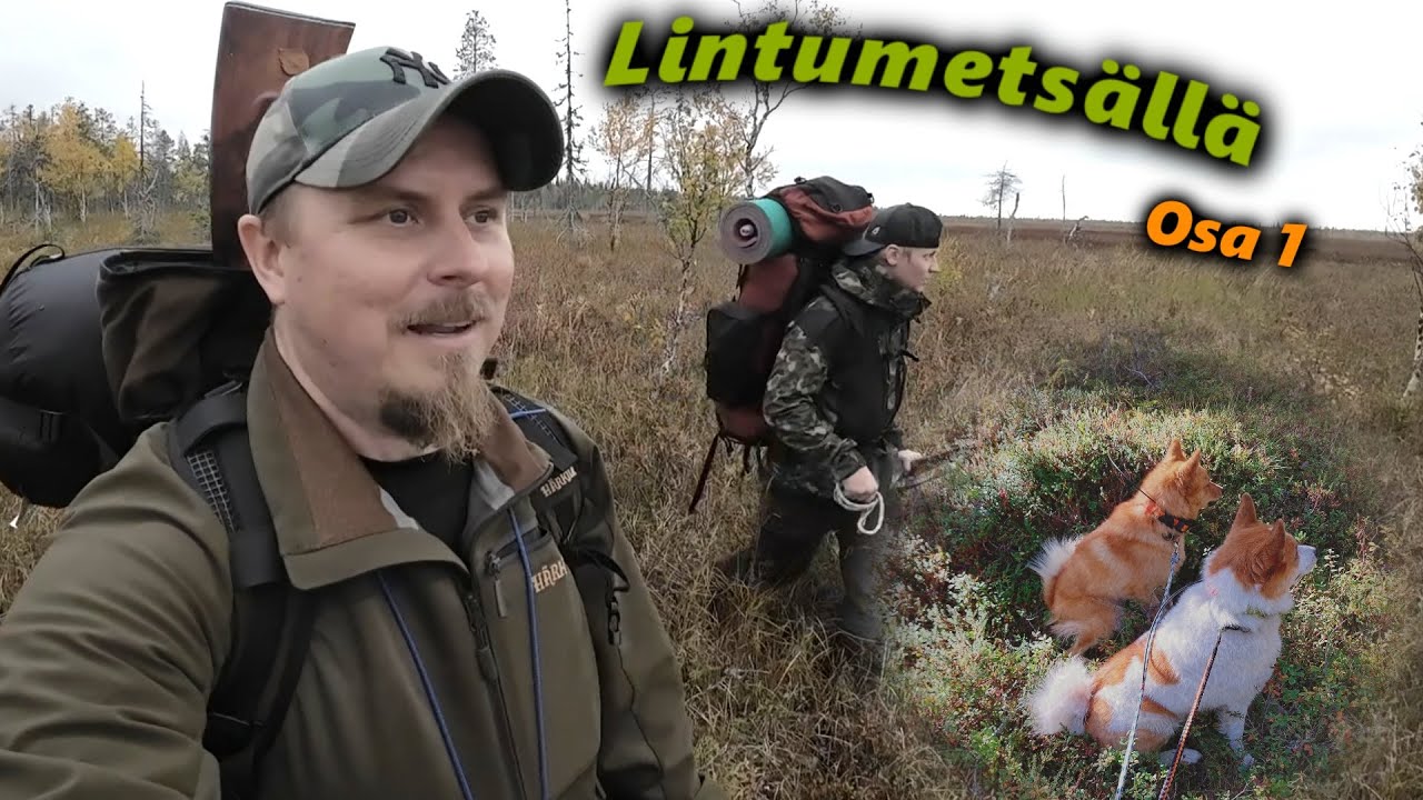 Kanalinnun metsästystä kairassa | Pohjanpystykorva & Suomenpystykorva ...