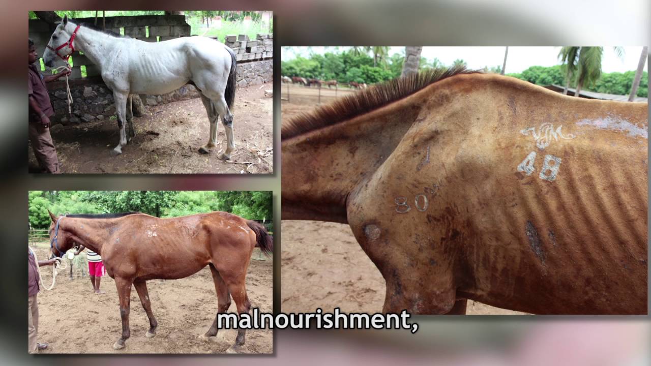 Horses Left with Open Sores, Left to Suffer - YouTube