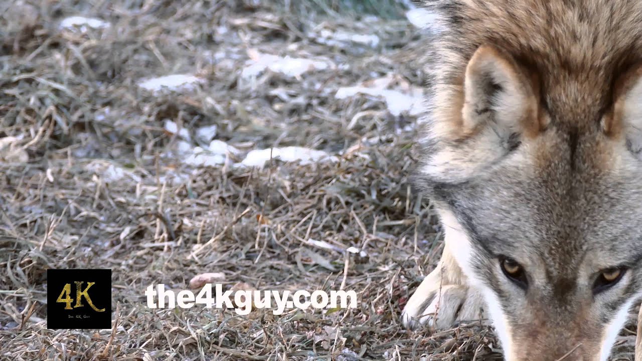 4K UHD - Gray Wolf (Canis lupus) closeup while sniffing the ground ...