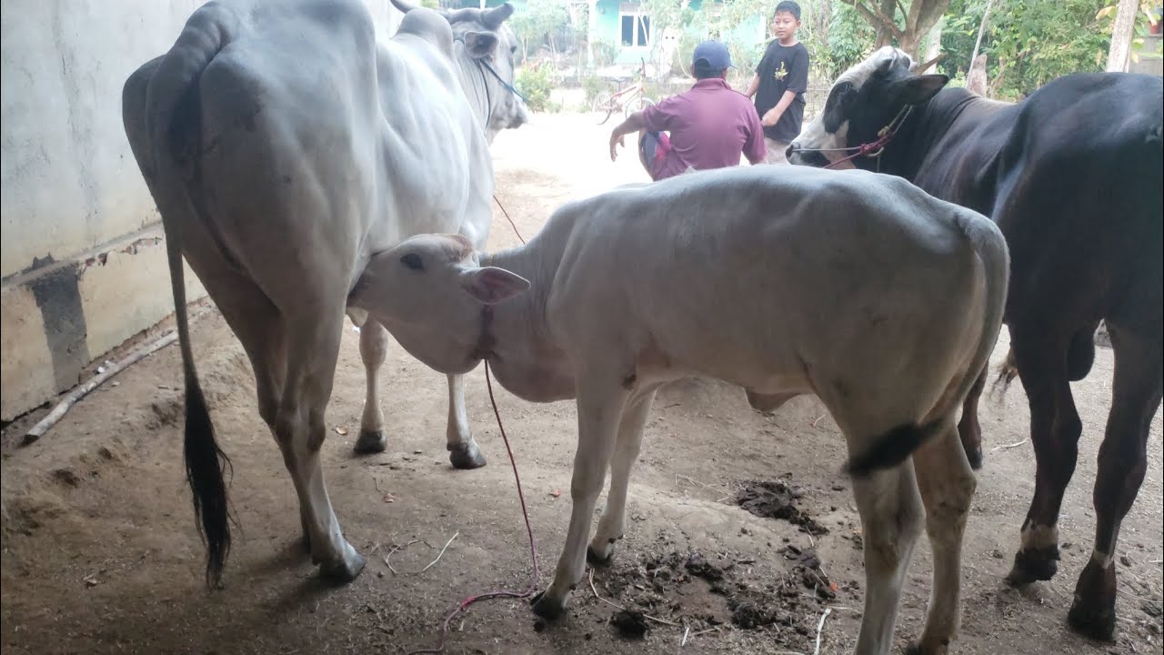 WADIDAW‼️ KEREN SEKALI ANAK SAPI LAGI MINUM SUSU INDUKNYA - YouTube