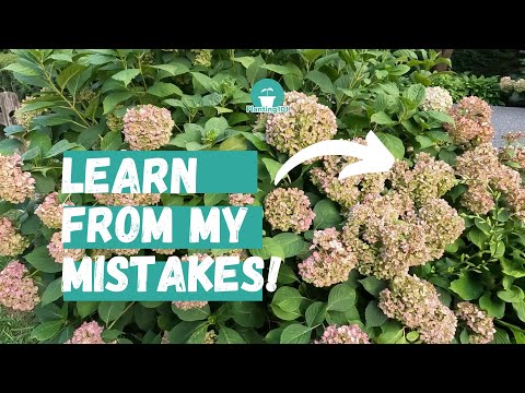 How To Trim Dead Hydrangea Flowers