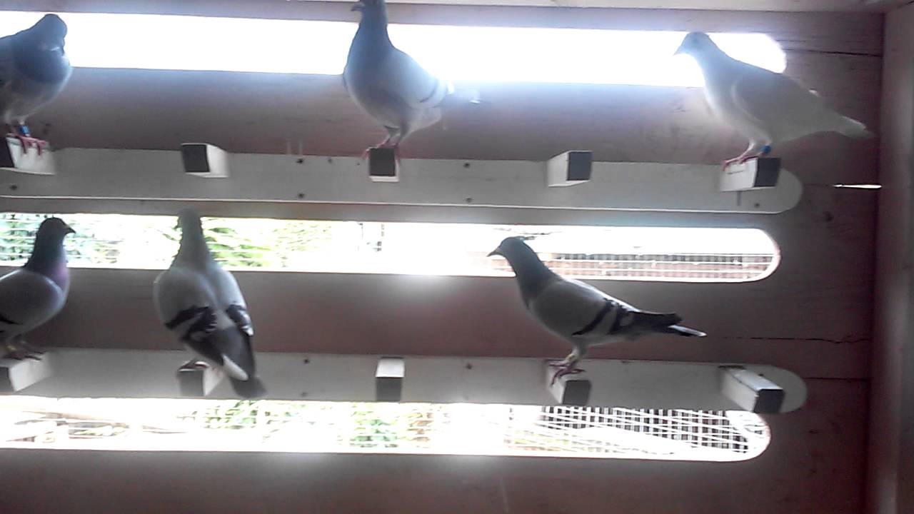 2016 D&M Racing Pigeon Breeding Loft Renovation - YouTube