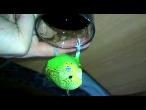 Uykucu Kola İçmeye Çalışırsa :)