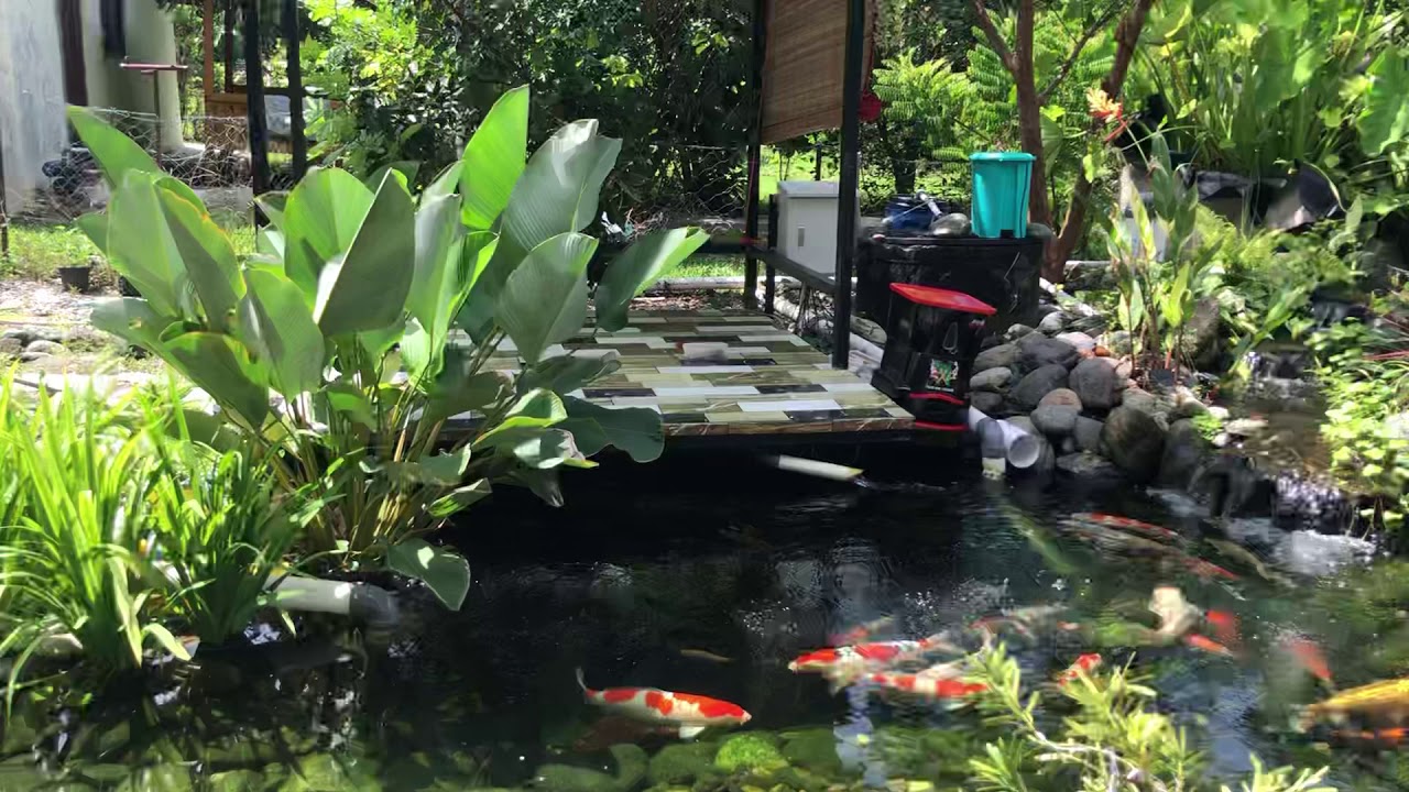 Kolam koi alami, beningnya - YouTube