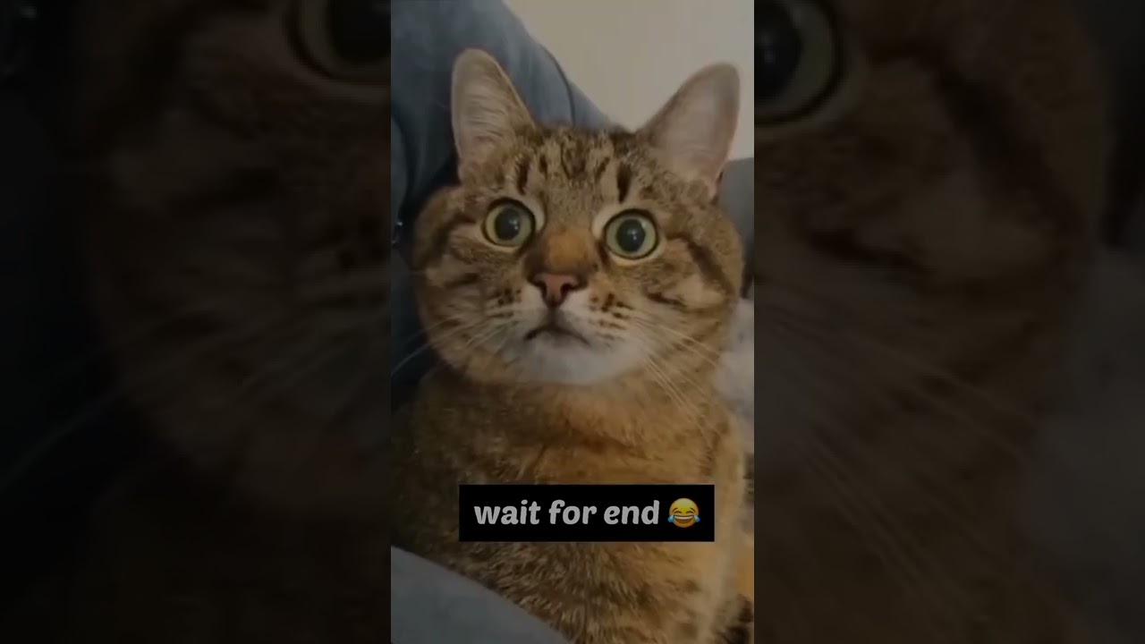 cat comedy video - YouTube
