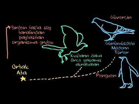 Ortak Ata ve Evrim Ağaçları (Fen Bilgisi)