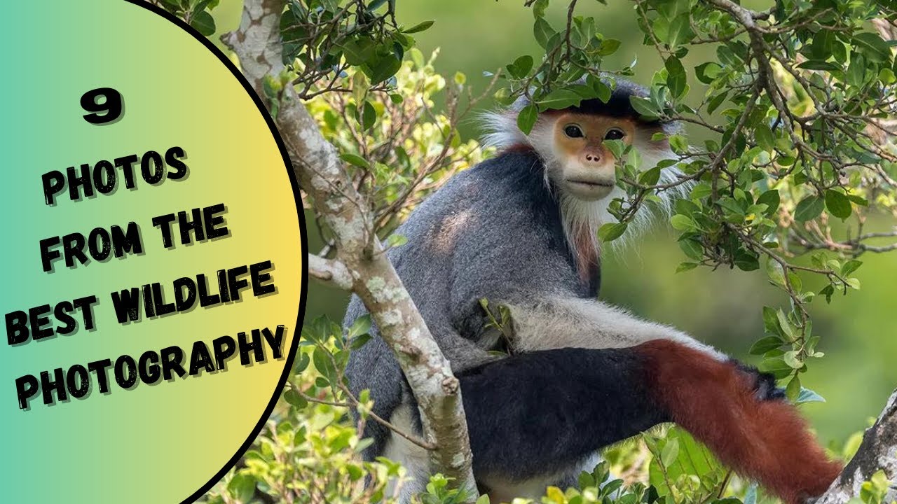 Best Wildlife Photography Youtube Channels at Shirley Pearson blog