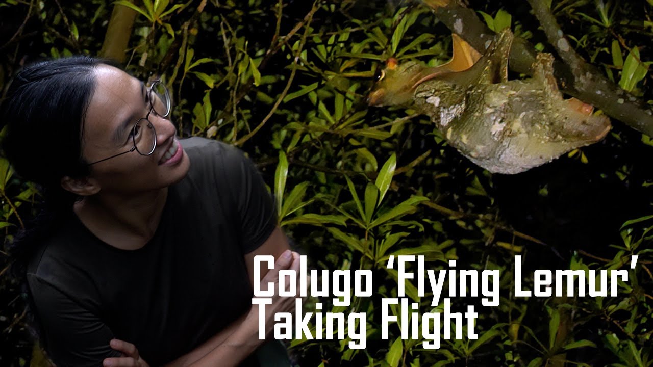 Sunda Colugo / Flying Lemur (Galeopterus variegatus) Taking Flight ...
