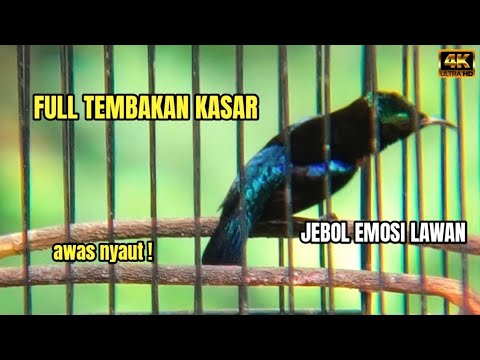 KONIN GACOR KONSLET FULL ISIAN TEMBAKAN KASAR AMPUH MERANGSANG EMOSI KONIN LAIN CEPAT NYAUT EMOSI
