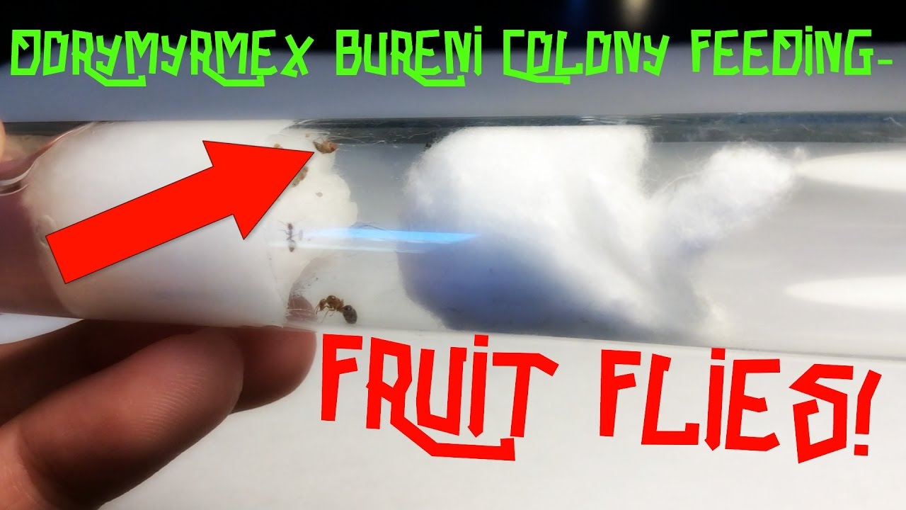 Feeding FRUIT FLIES to my ants | Forelius Colony - YouTube