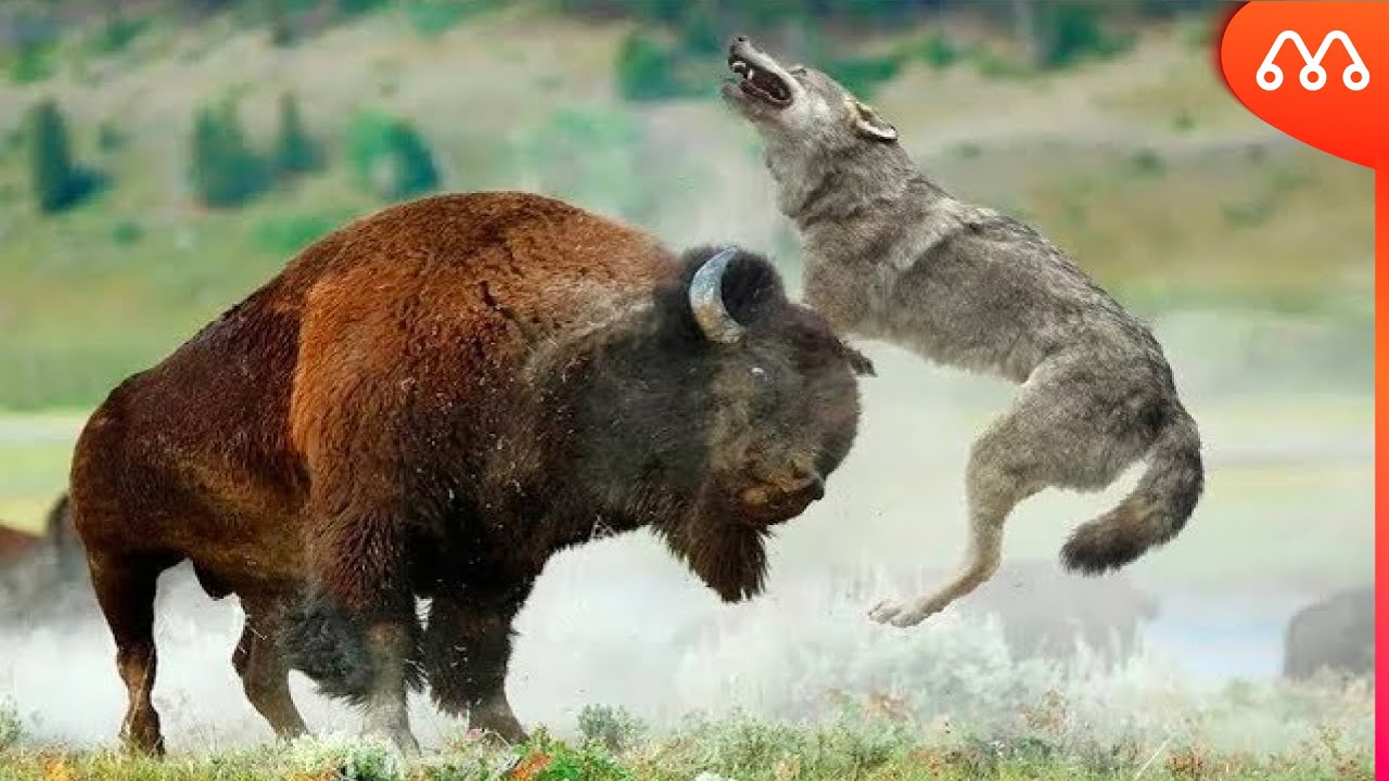 QUANDO O LOBO ATACA O BISÃO - YouTube