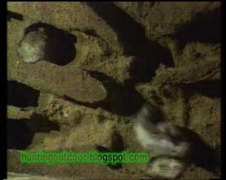 Hunting wild rabbit with ferret - YouTube