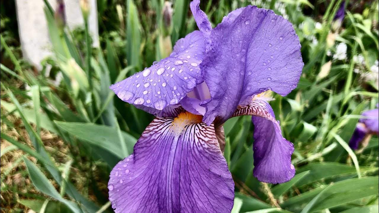 Ljubičasta Perunika ili Iris posle kiše 👌🌧😌 - YouTube