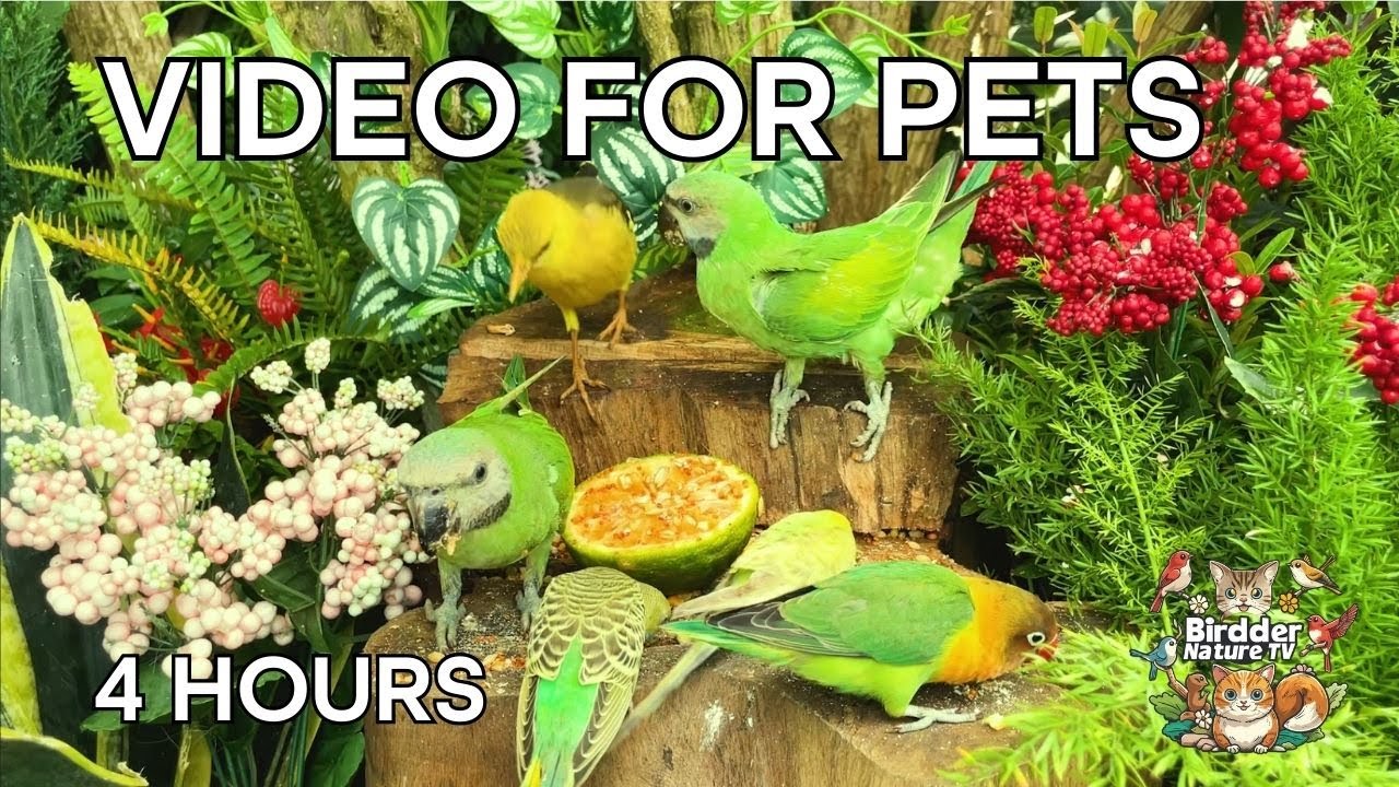 Dog Watch TV Spectacular - Videos for Dogs to Watch Garden Birds - YouTube