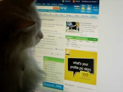 Cat chases cursor - YouTube