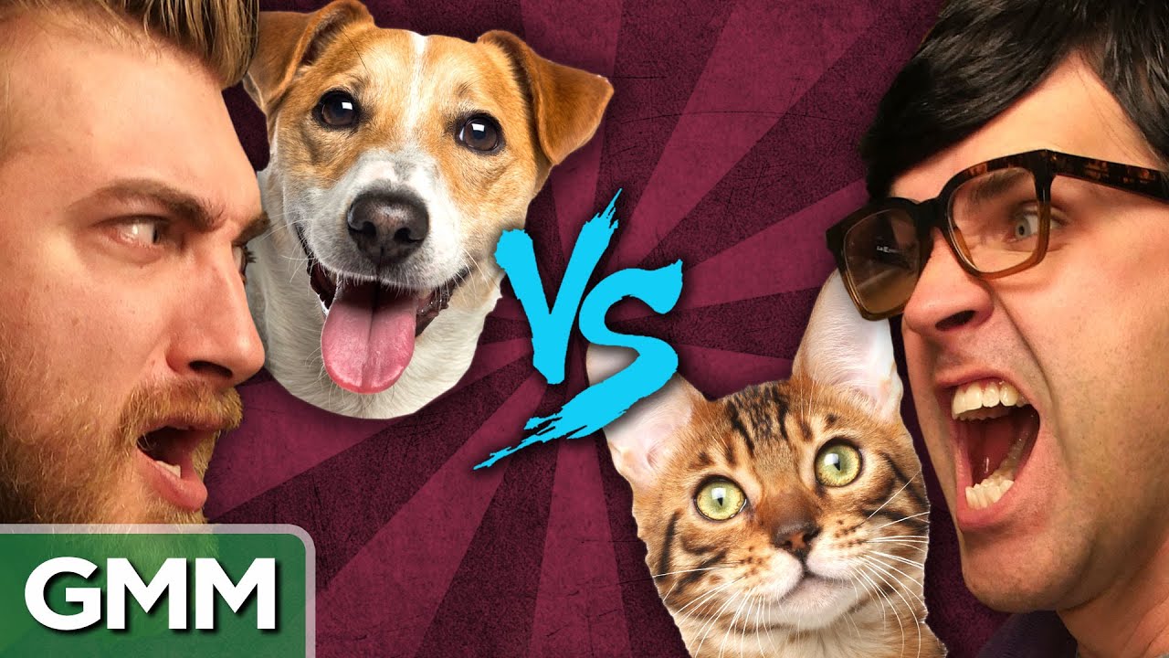 Gatos Vs Perros Debate Youtube