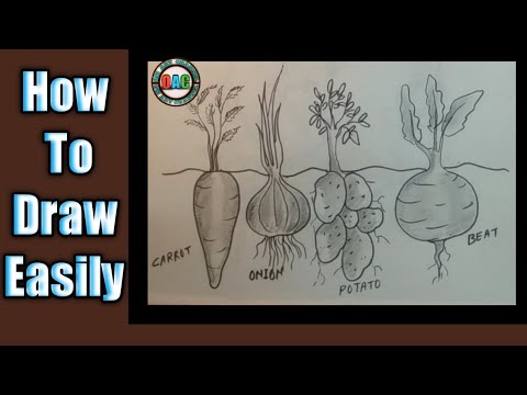 vegetables drawing | how to draw tap root system | root vegetables ...