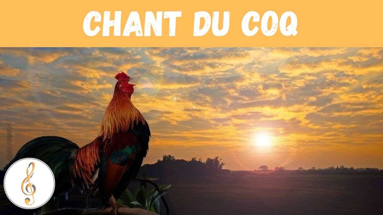 CHANT DU COQ - YouTube