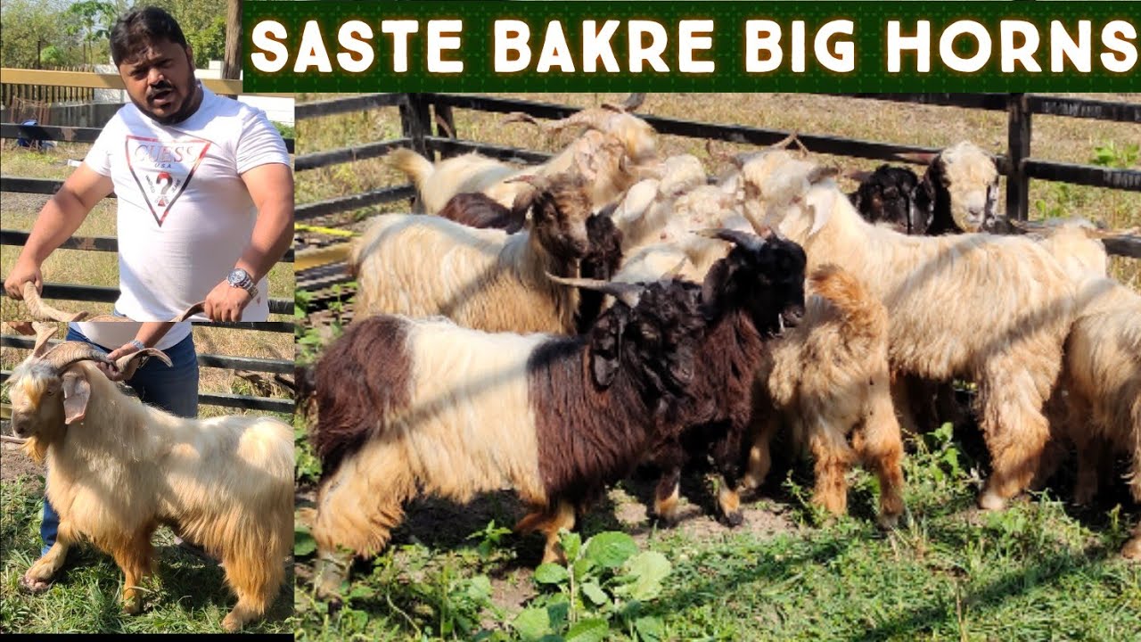 exotic goats kashmiri bakre at arm entertainment goat farm | quality ...