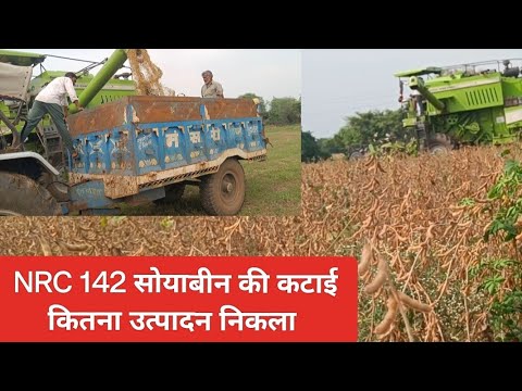 NRC 142 सोयाबीन की कटाई का वीडियो कितना उत्पादन निकला विडियो में जाने - YouTube