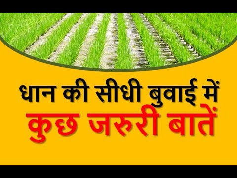 Direct sowing of paddy | Keep some things in mind | धान की सीधी बुवाई ...