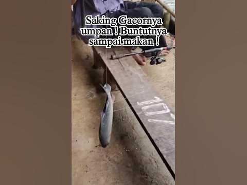 Strike Ikan Bawal ‼️ Pemancingan Andir Terbaru - YouTube