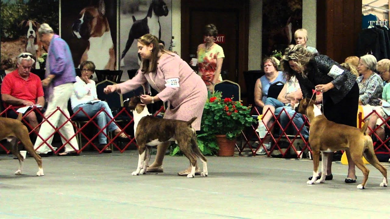 American Boxer Club Winners Dog -2011 - YouTube