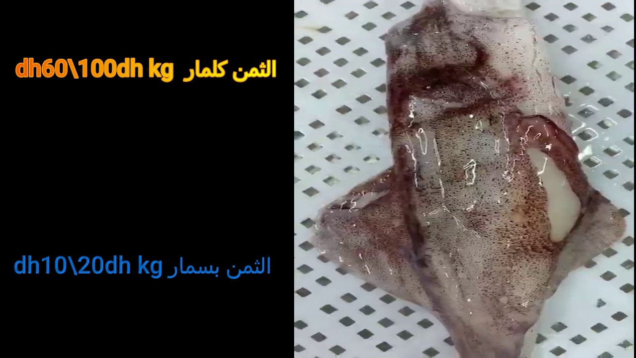 كلمار أو بسمار كيف تفرق بينهما calamar et passamar - YouTube