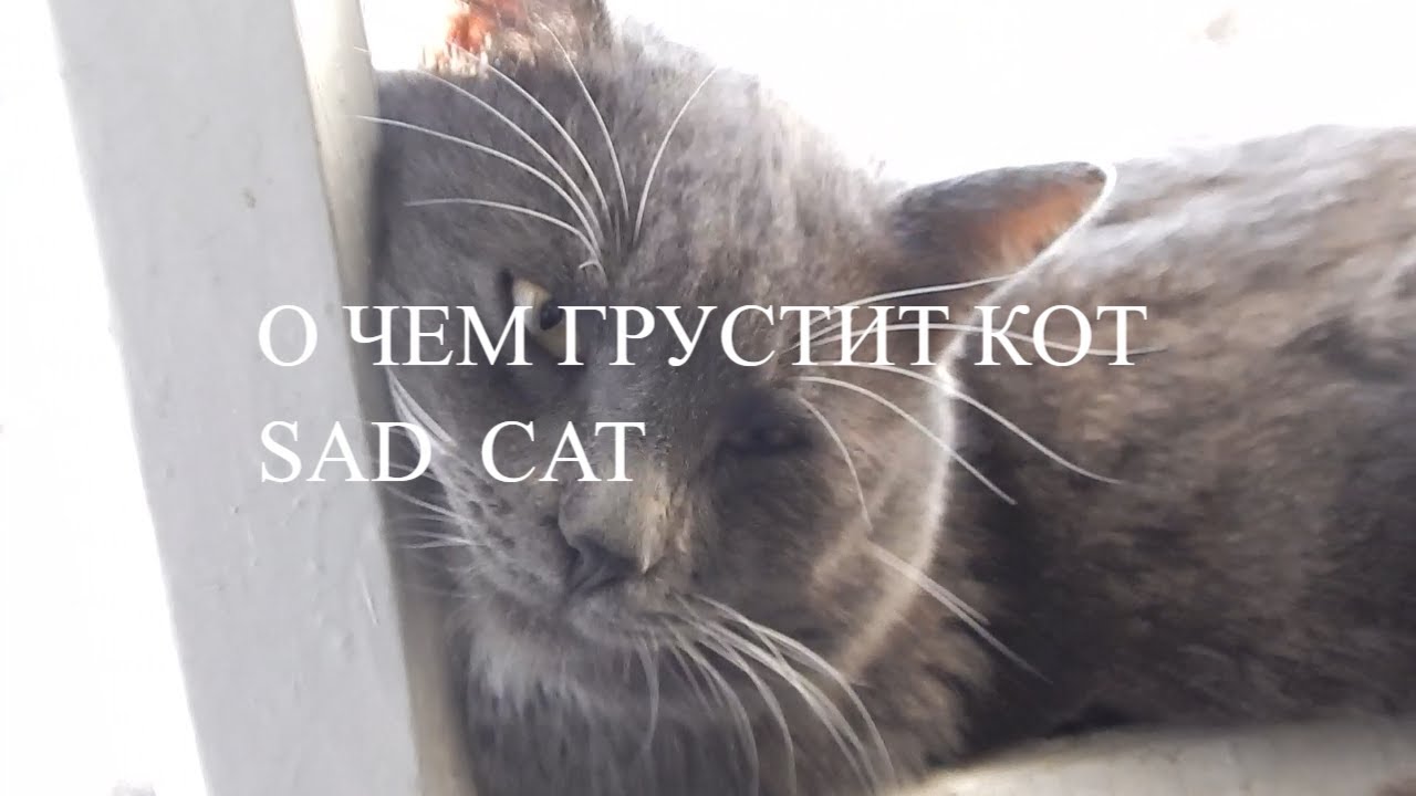 о чем грустит кот#sad cat#прикольные коты# прикольные животные - YouTube