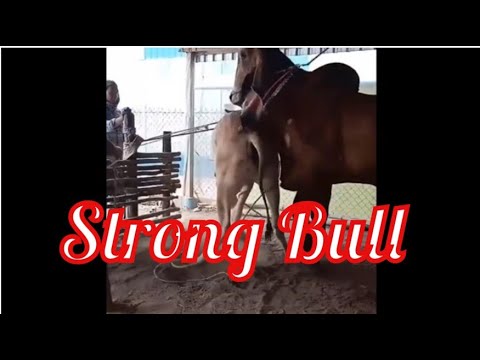 Cows-Natural animals cow matting, cows,buffalo,Bull Matting, #crossmeeting #hybridmating #cowmeeting