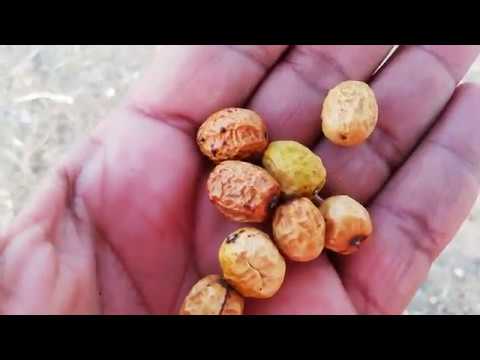 Mahaneem महानीम बकायन साइटिका की सर्वोत्तम aushadhi | Bakayan ka ped ...