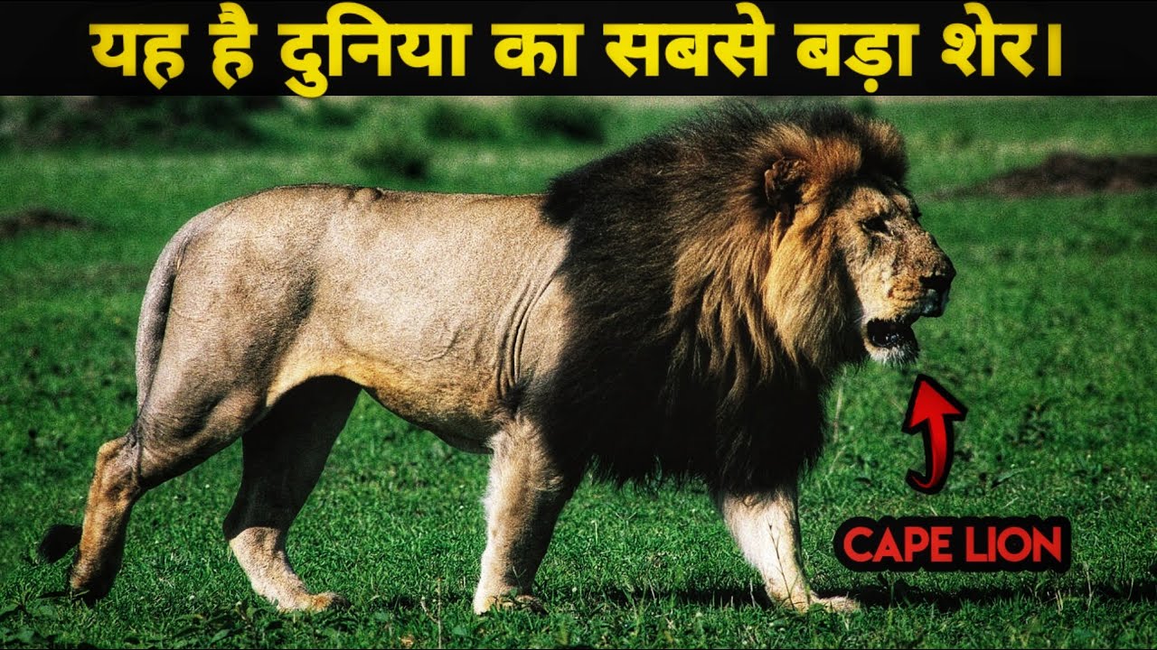 The Real Story of Cape Lions। Cape Lions Documentary in Hindi। Facts ...