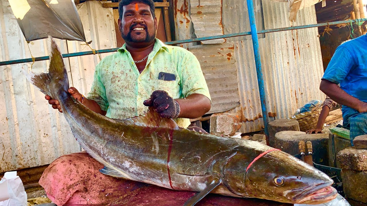 38 KG BIG COBIA FISH CUTS🔪KADAVERA FISH BEST EVER FISH CUTTING🔪KF FISH ...