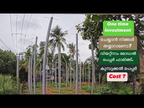 Vietnam model pepper farming |￼ kumbukkal pepper | #kumbuckal #agriculture